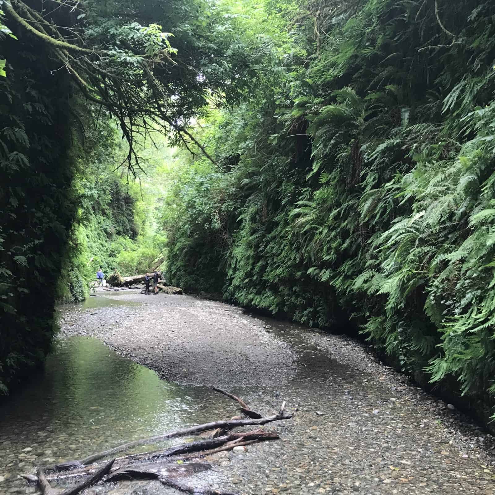 Hiking the Redwood Forest in Humboldt, California with Ian Snyder - We ...