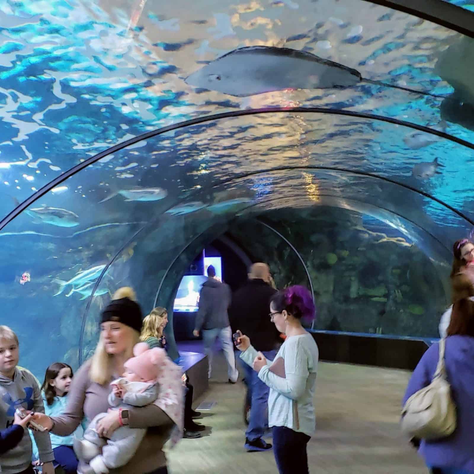 Lauritzen Gardens, Henry Doorly Zoo & College World Series in Omaha ...