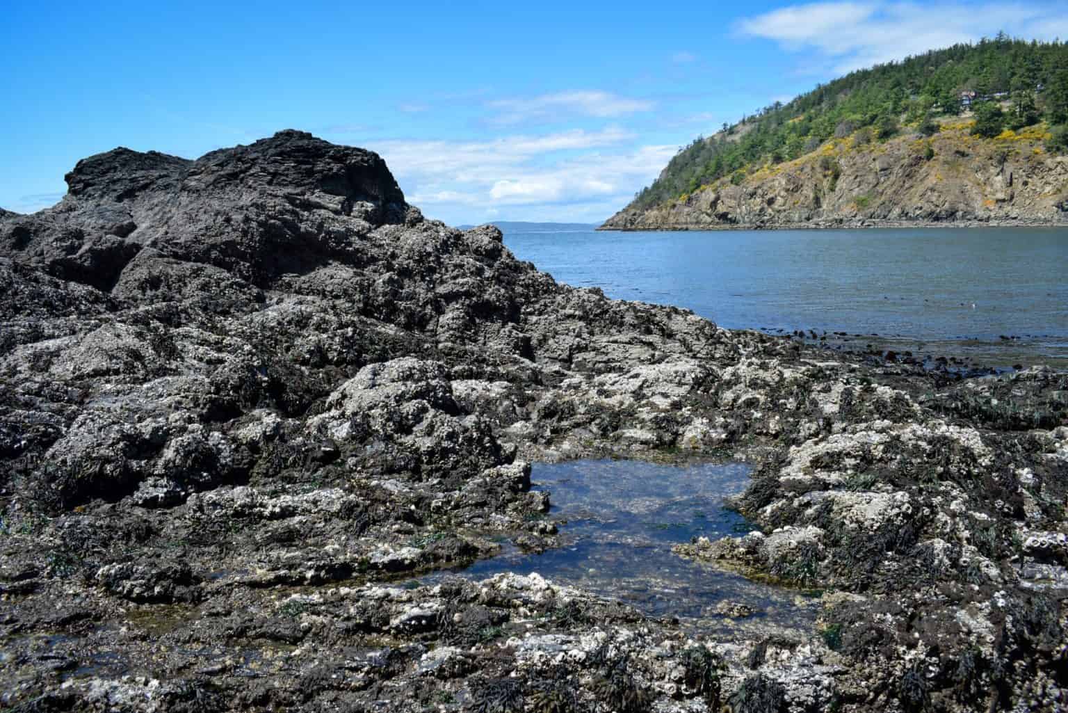 Fort Casey, Whale Watching & Price Sculpture Forest on Whidbey Island ...