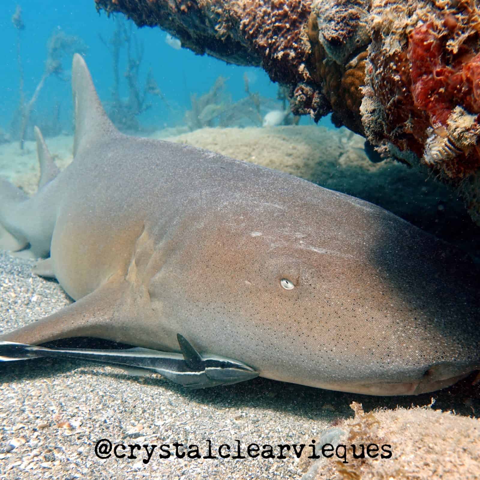 Bio Bay Tour, Horseback Rides & Taino Culture in Vieques, Puerto Rico ...