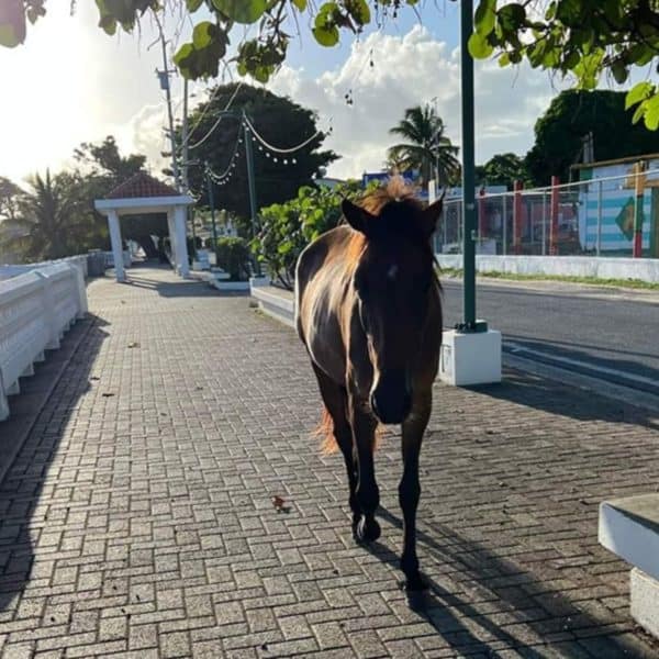 Bio Bay Tour, Horseback Rides & Taino Culture in Vieques, Puerto Rico ...