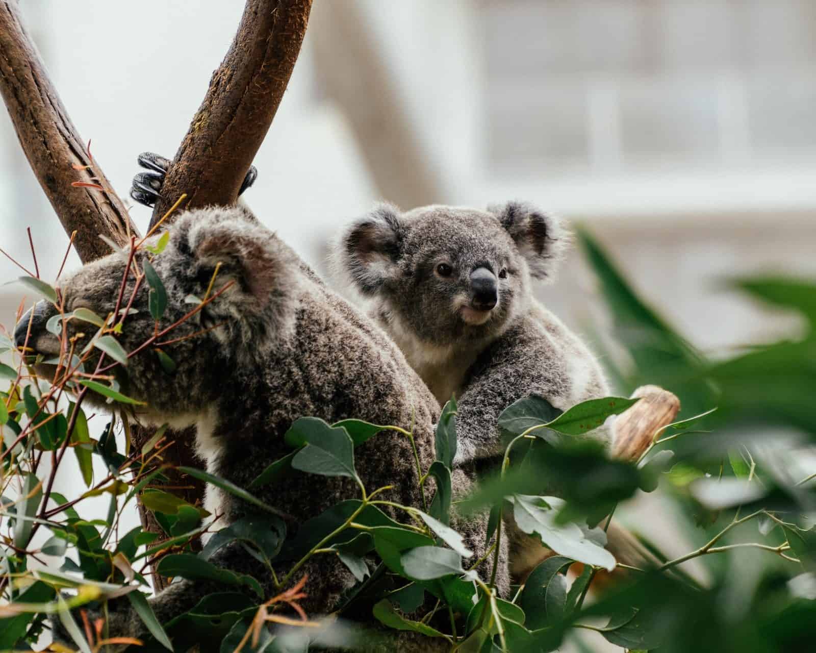 Sydney Opera House, The Rocks & Taronga Zoo in Sydney, Australia - We ...