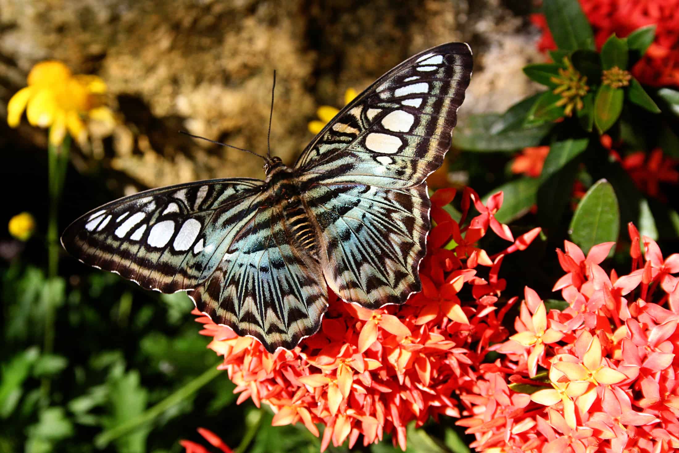 Butterfly Rainforest, Devil's Millhopper & Ichetucknee Springs in ...